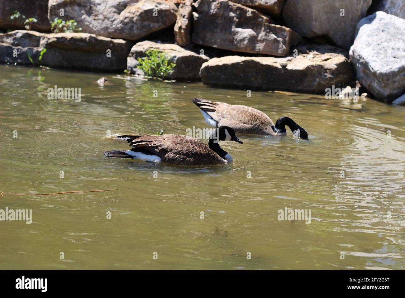 Pair of Adult Canadian Geese wading + swimming on the water in the ...