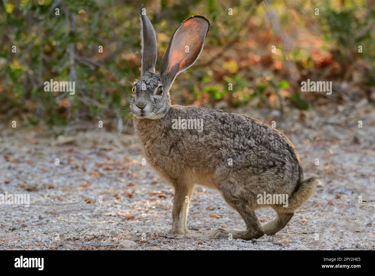 Mexico, Baja California, Sur, El Sargento, Rancho Sur, Black-tailed ...
