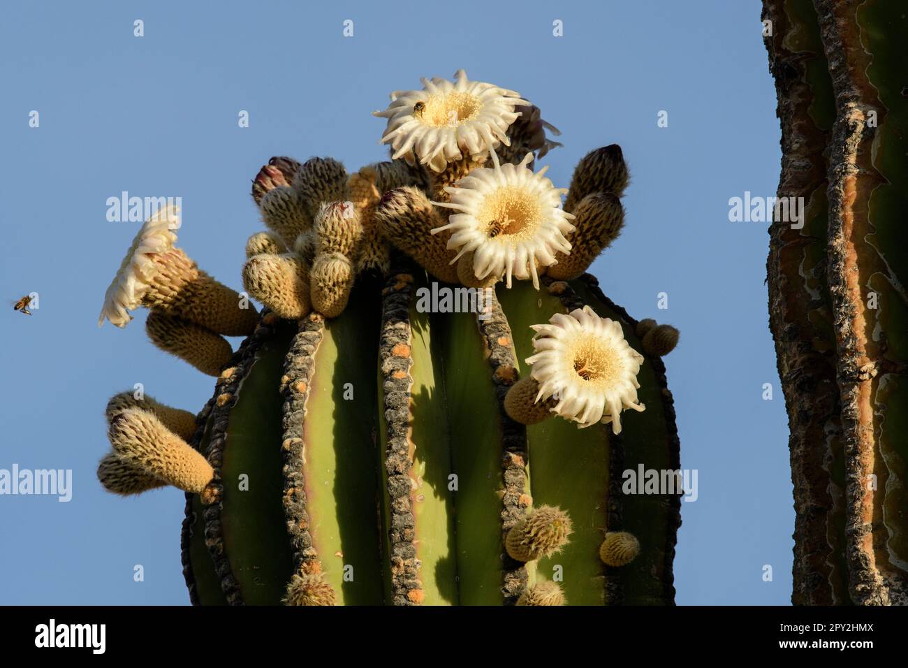 Mexico, Baja California, El Sargento, Cardon, Pachycereus pringlei ...