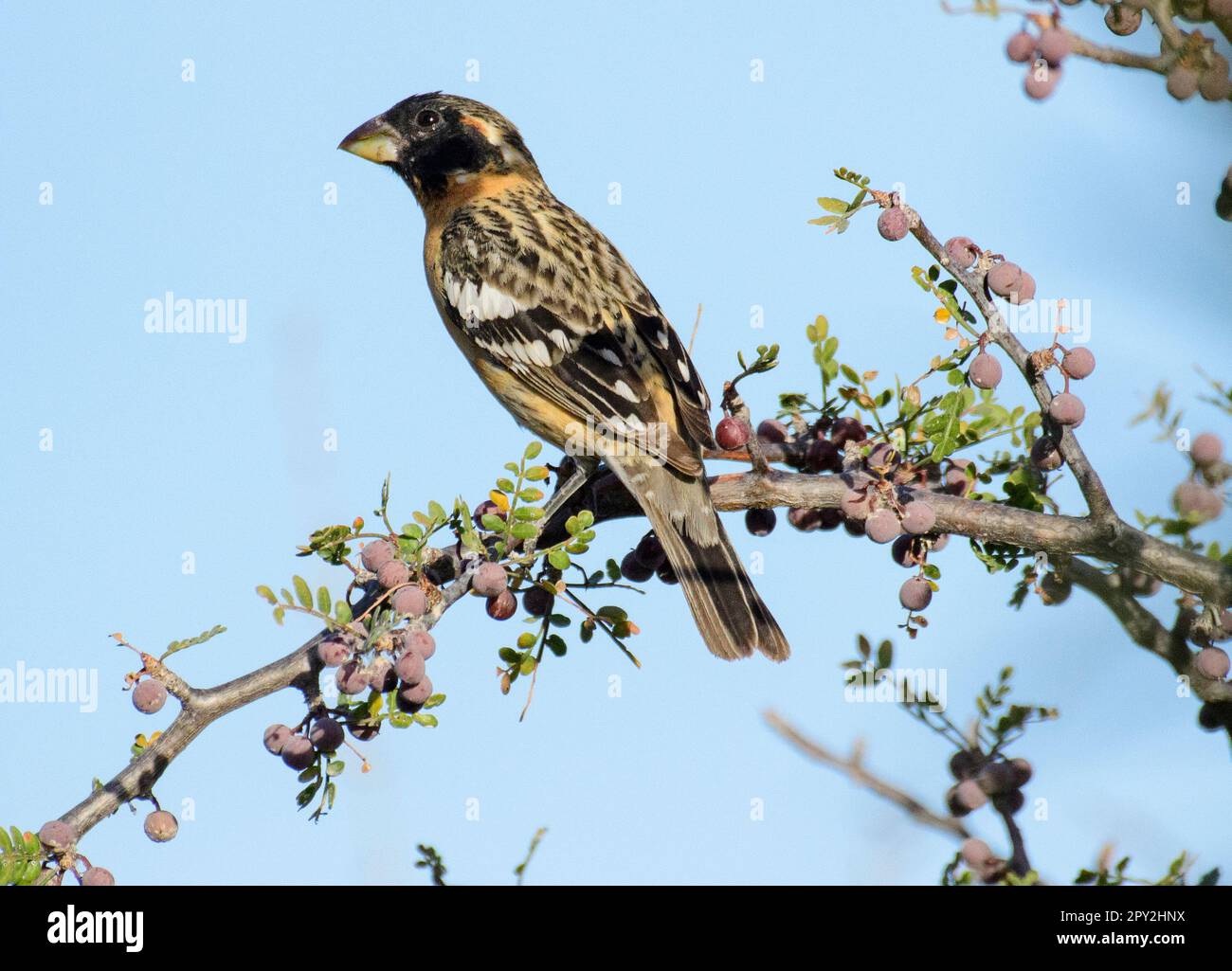 Mexico, Baja California Sur, El Sargento, Black-headed Grosbeak ...