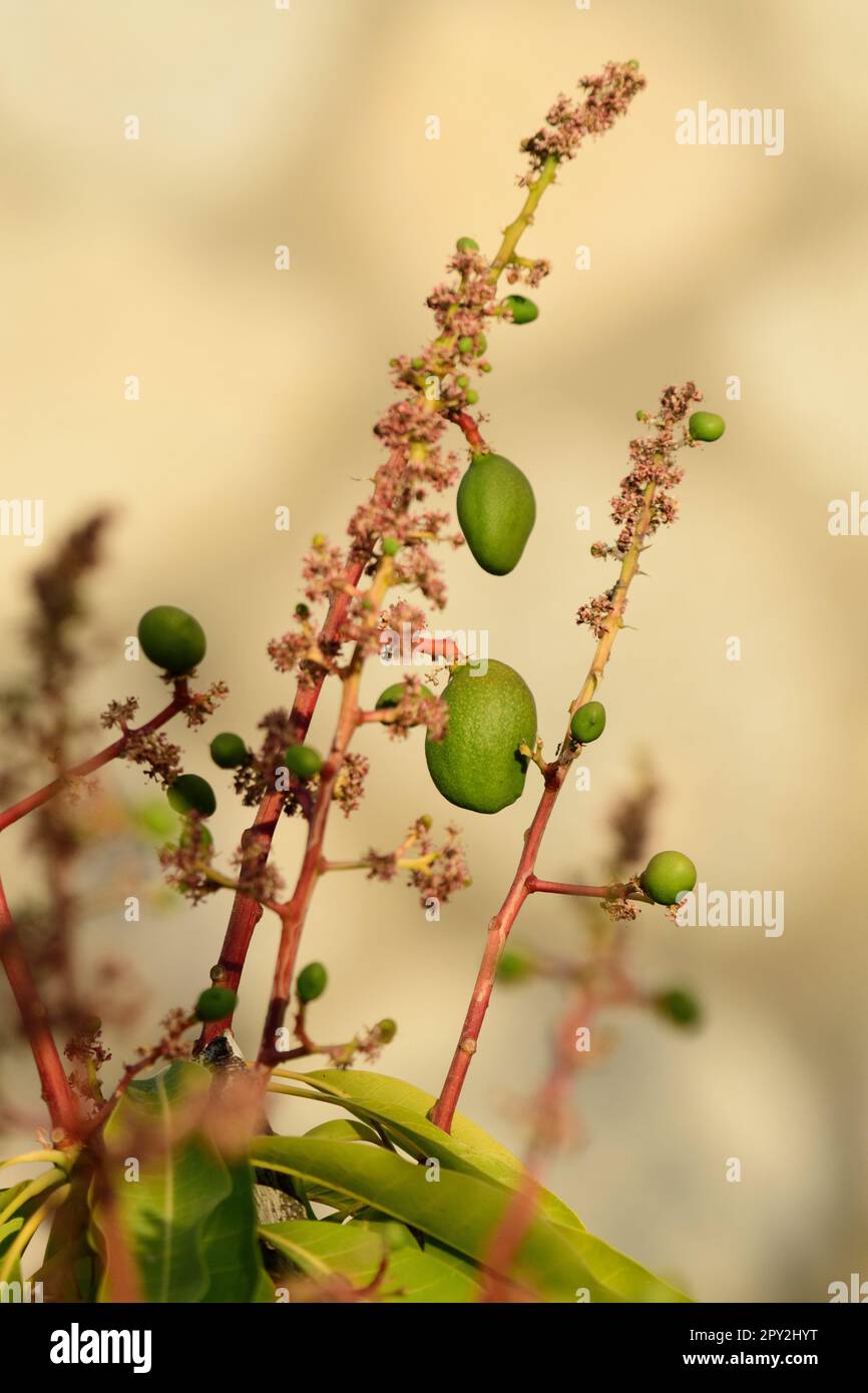 Mexico, Baja California, El Sargento, mango tree Stock Photo - Alamy