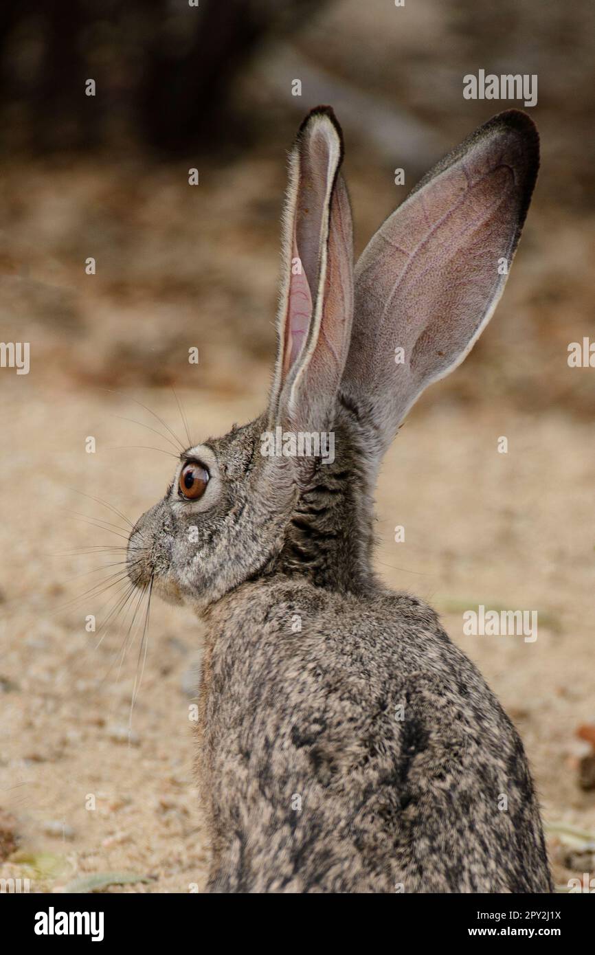 Mexico, Baja California, Sur, El Sargento, Rancho Sur, Black-tailed ...
