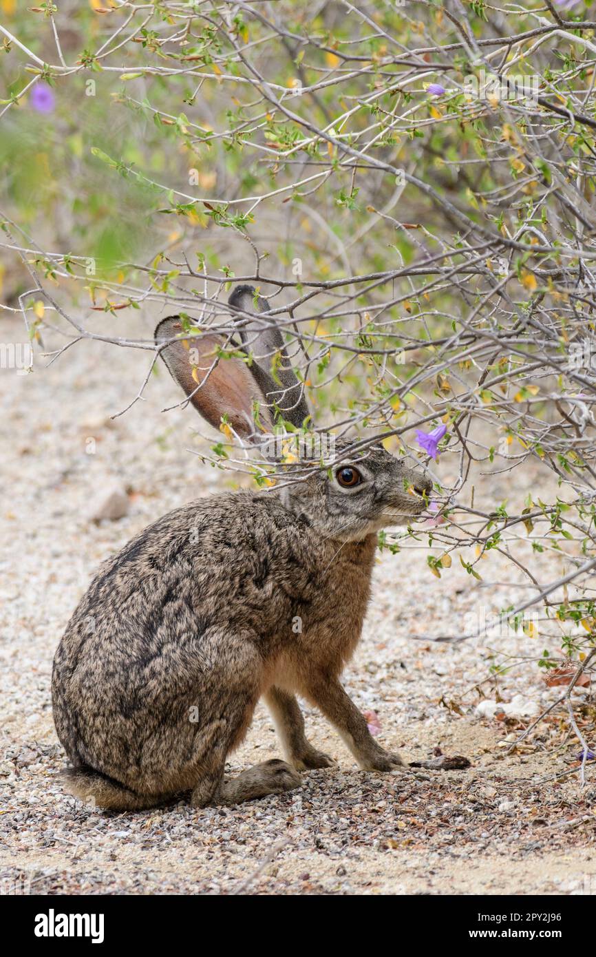 Mexico; Baja California; El Sargento; Ventana Bay; Black-tailed ...
