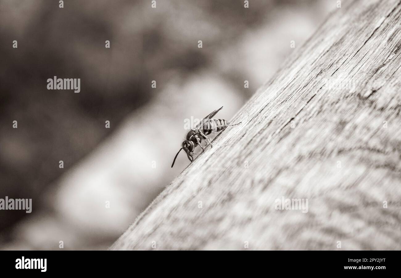 Wasp climbing on wooden beam black and yellow insects bees honeybees in ...