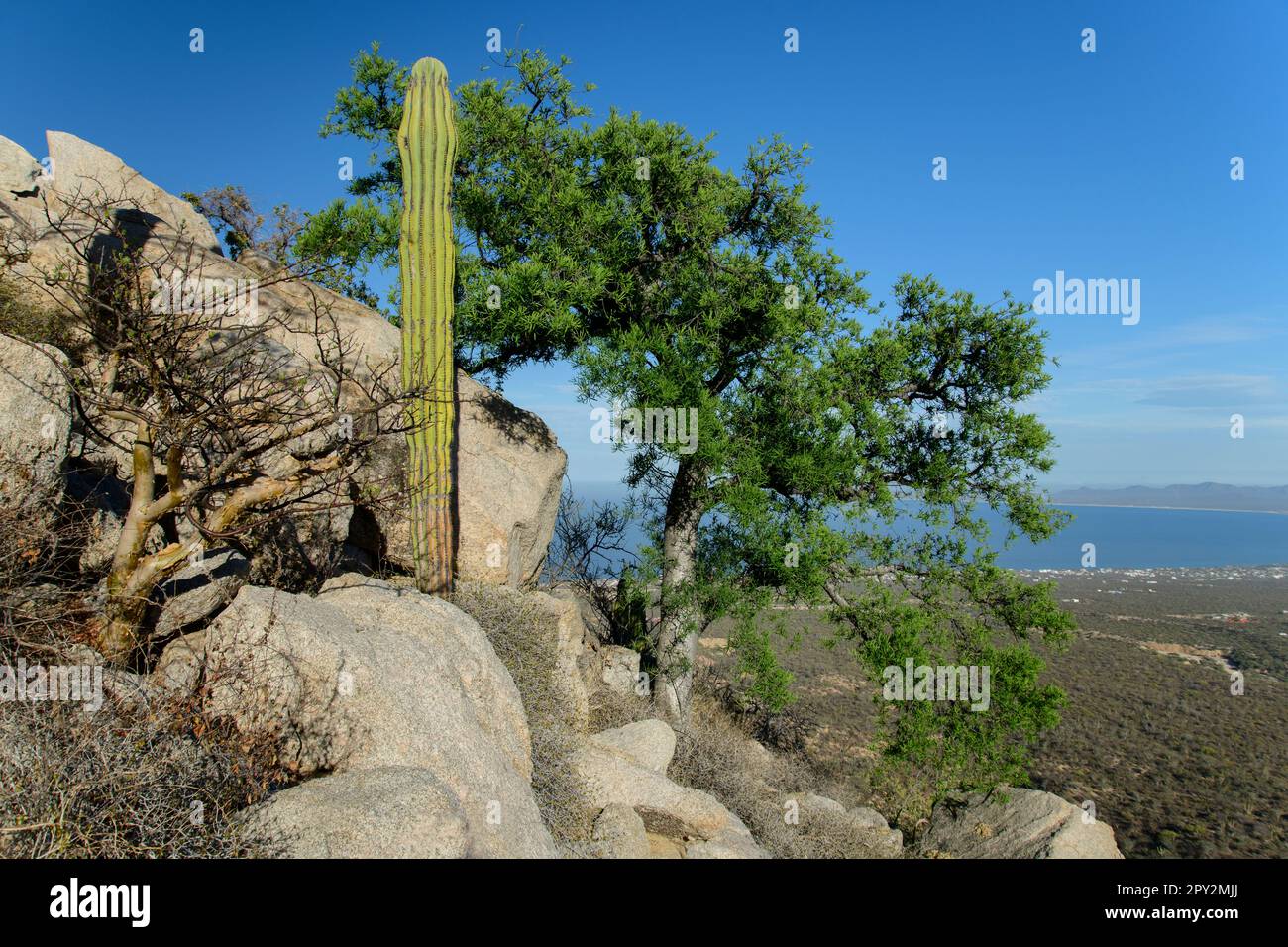 Mexico, Baja California, El Sargento, Ventana Bay, Palo San Juan , jito ...