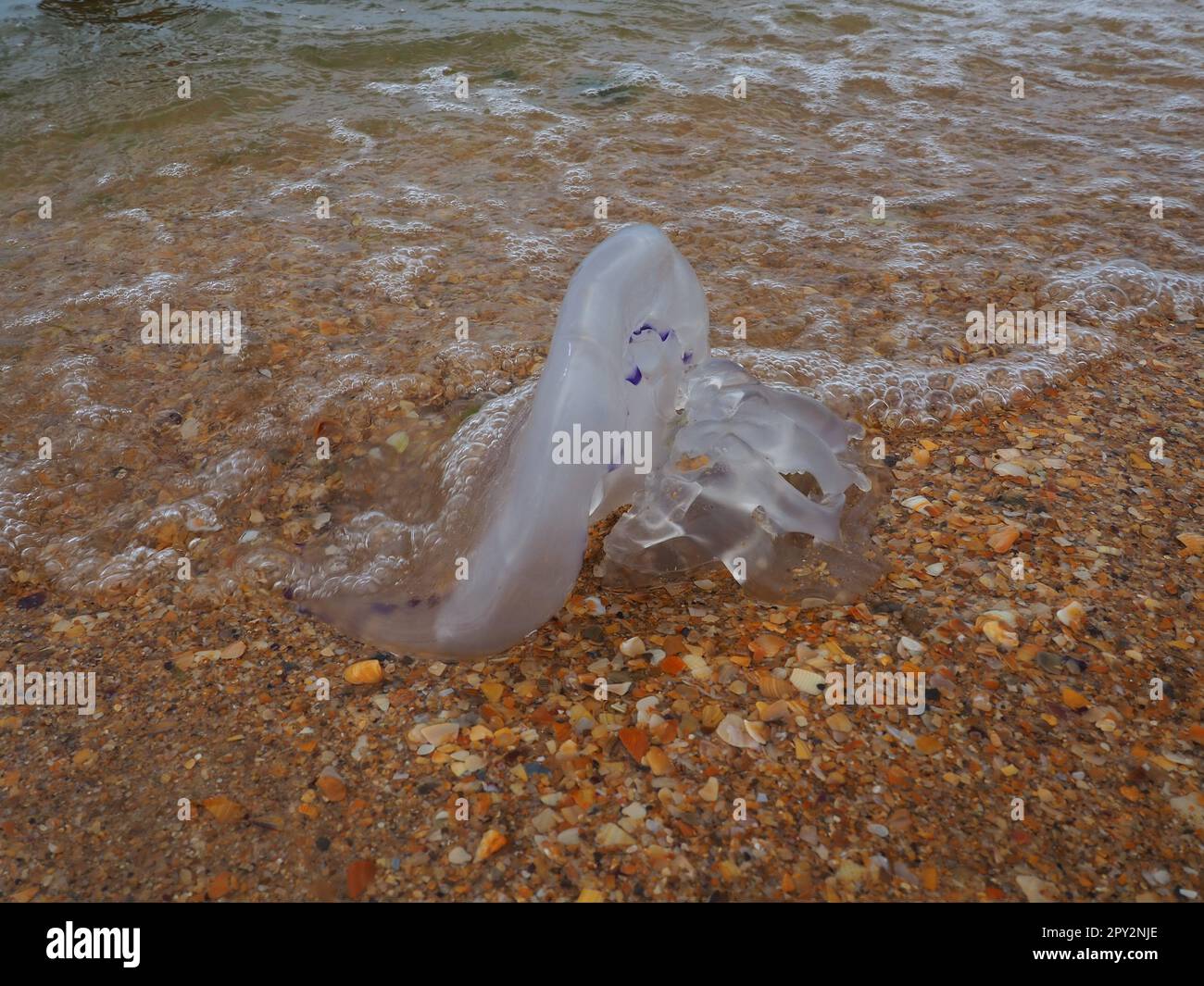 A transparent jellyfish is thrown by a wave onto the sandy shore ...