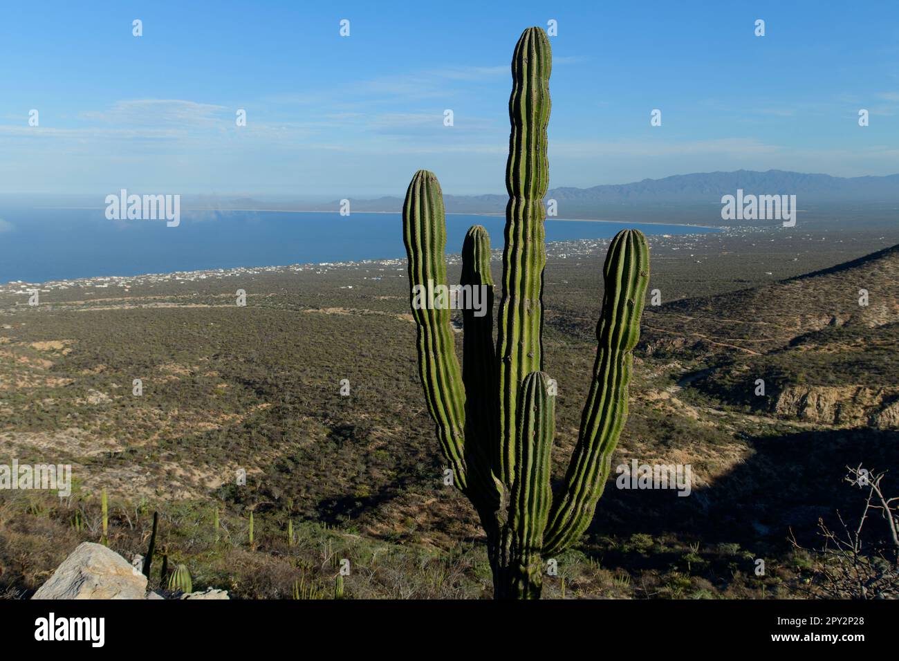 Mexico, Baja California, El Sargento, Ventana Bay with Cardon Stock ...