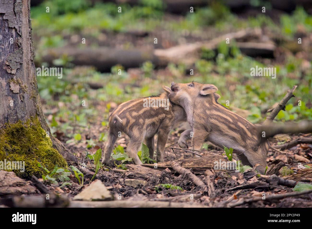 cute piglets of wild boars playing in the forest Stock Photo - Alamy
