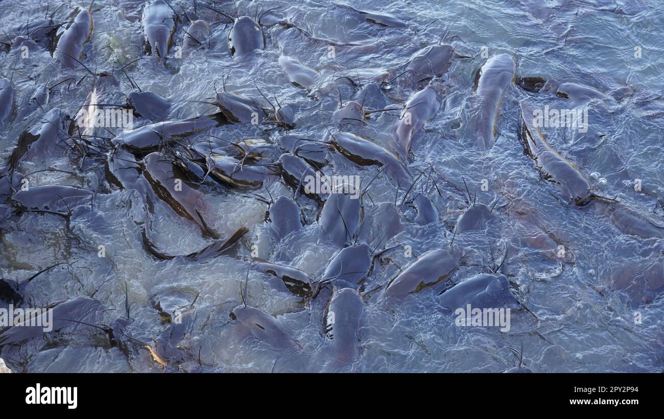 Freshwater black catfish. Group of catfish waiting for bread feeding in ...