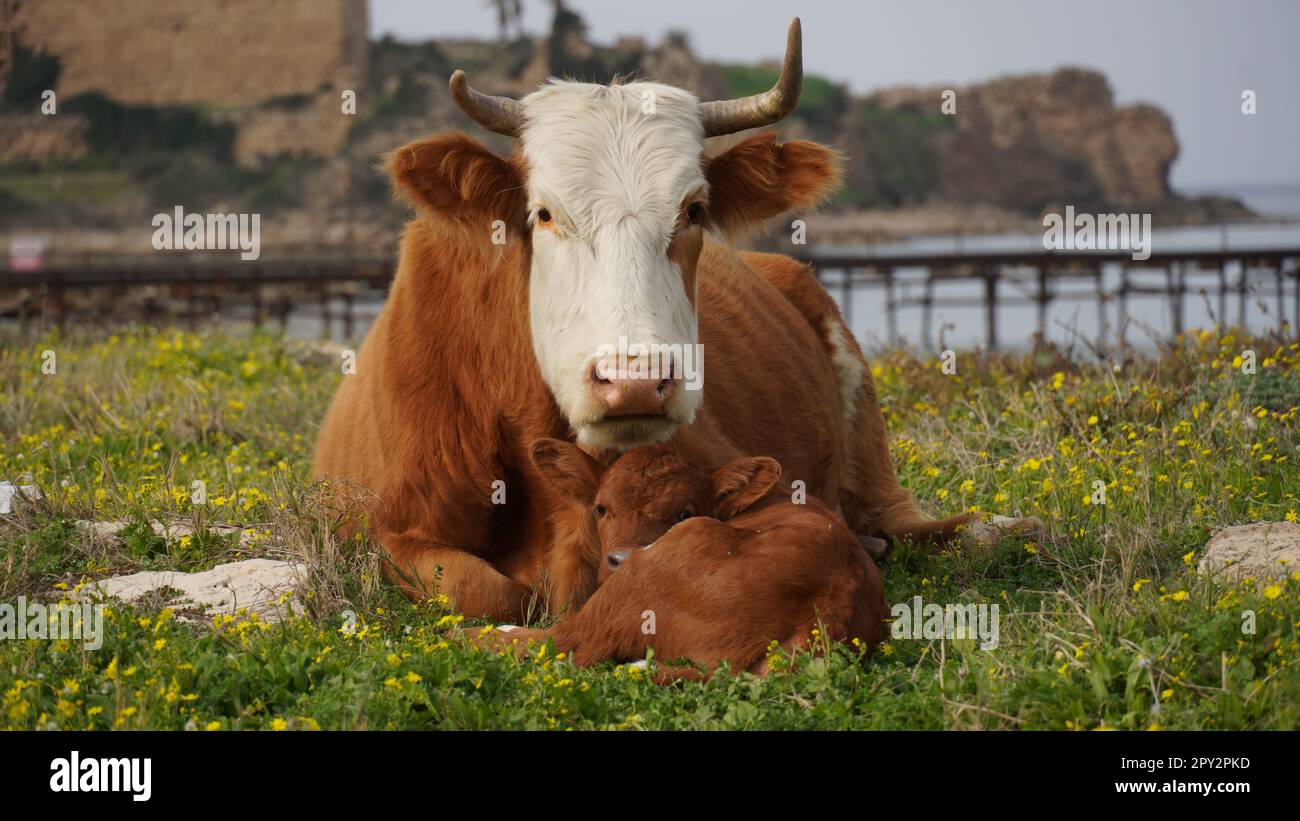 Cow and calf lying down in a meadow. Veal tenderness Stock Photo - Alamy