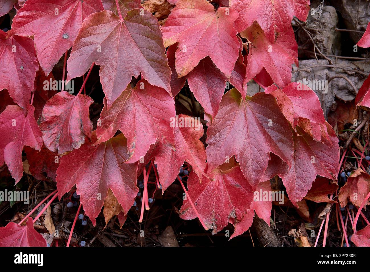 Detail of green and red ivy leaves.Detail, variety, texture, out-of ...