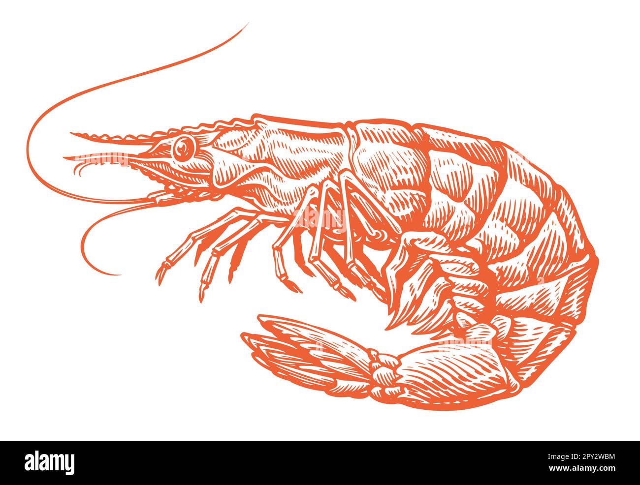 Cooked Shrimp Drawing