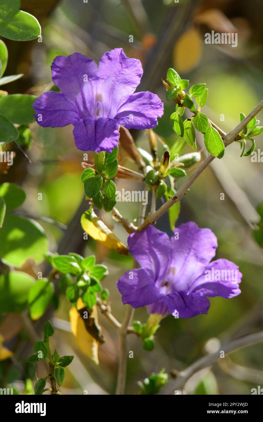 Ruellia peninsularis flower hi-res stock photography and images - Alamy