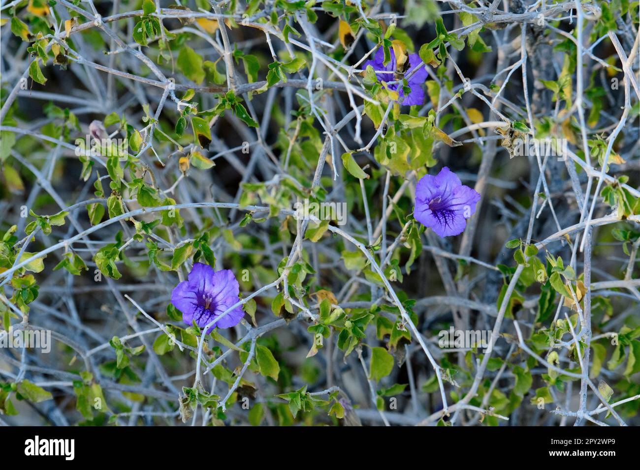 Ruellia peninsularis flower hi-res stock photography and images - Alamy