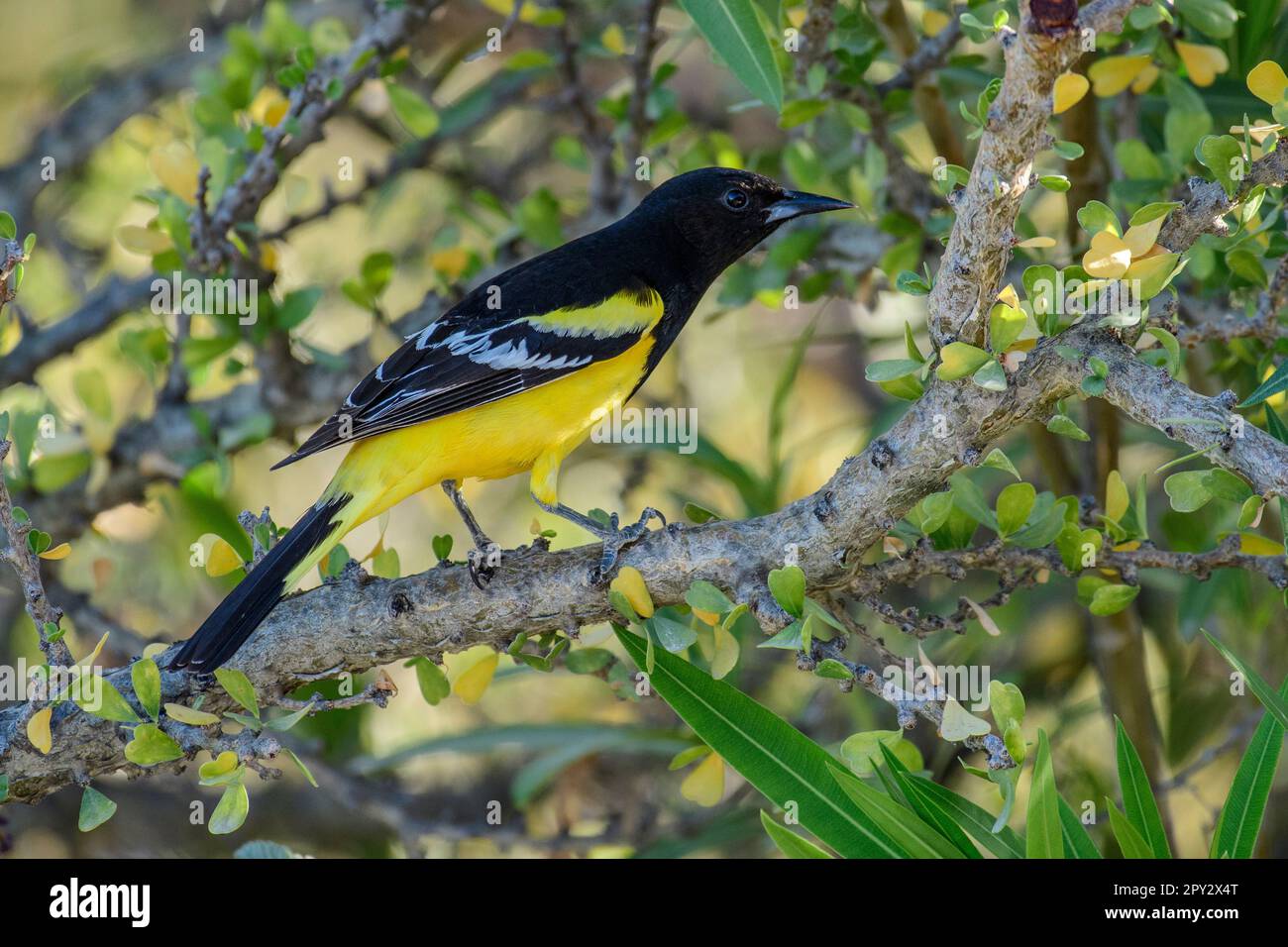 Mexico, Baja California, El Sargento, Scott's Oriole Icterus parisorum ...