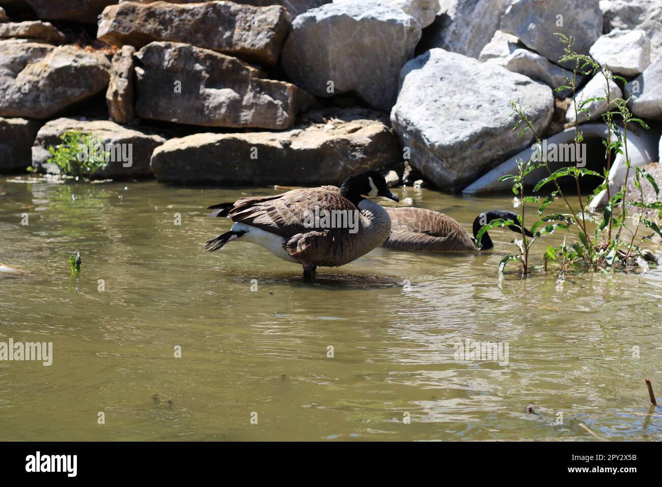 Pair of Adult Canadian Geese wading + swimming on the water in the ...
