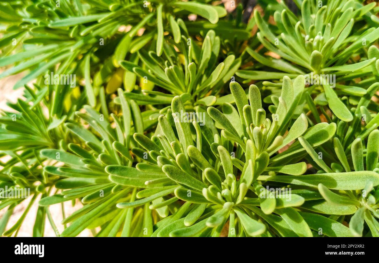 Beautiful tropical caribbean beach plant plants tree flower in green ...
