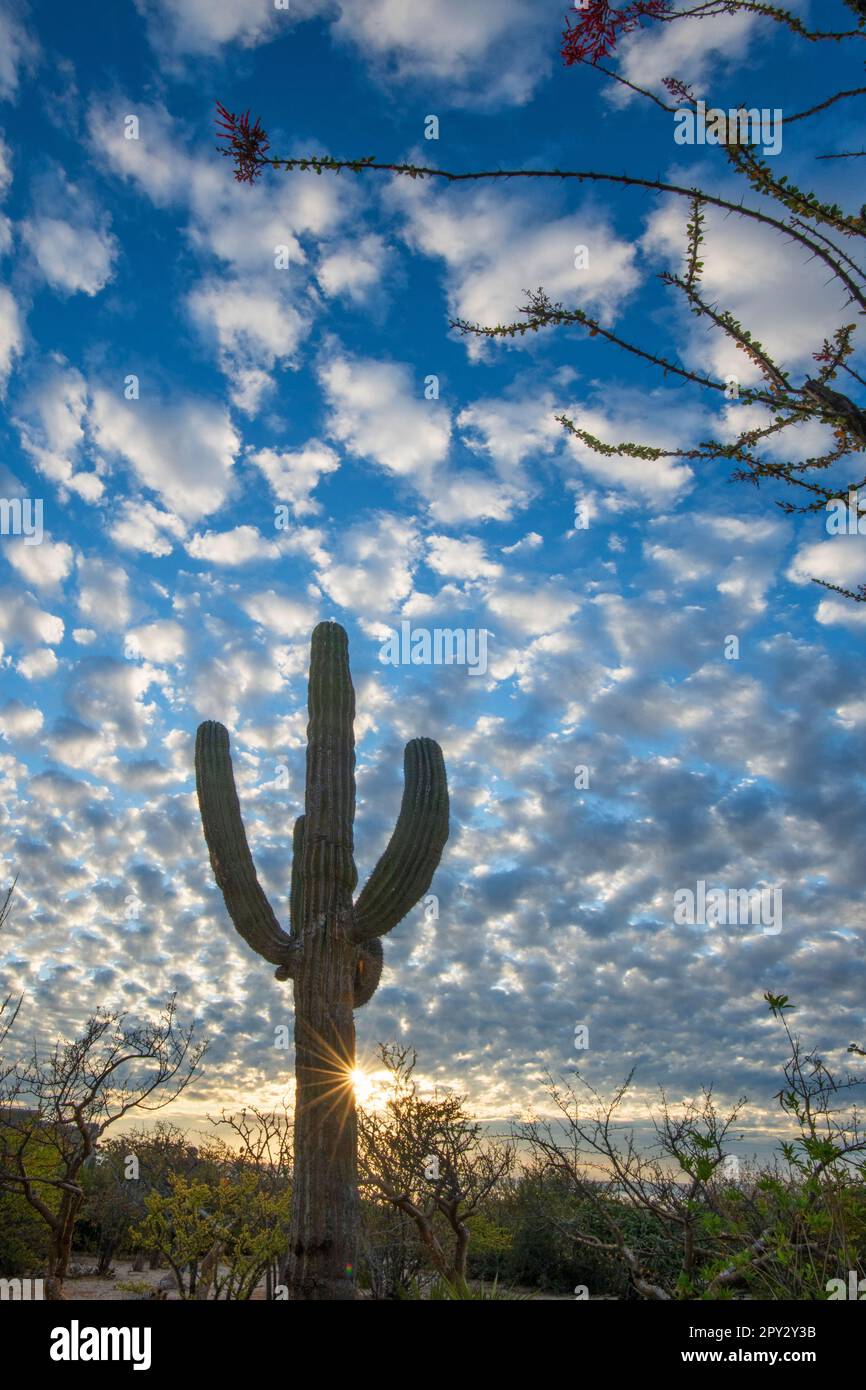 Mexico, Baja California, El. Sargento, Rancho Sur, sunrise with Cardon ...