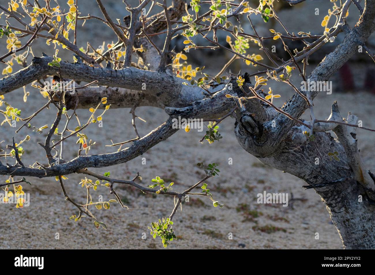 Mexico, Baja California, Sur, El Sargento, Rancho Sur, Plum Tree ...