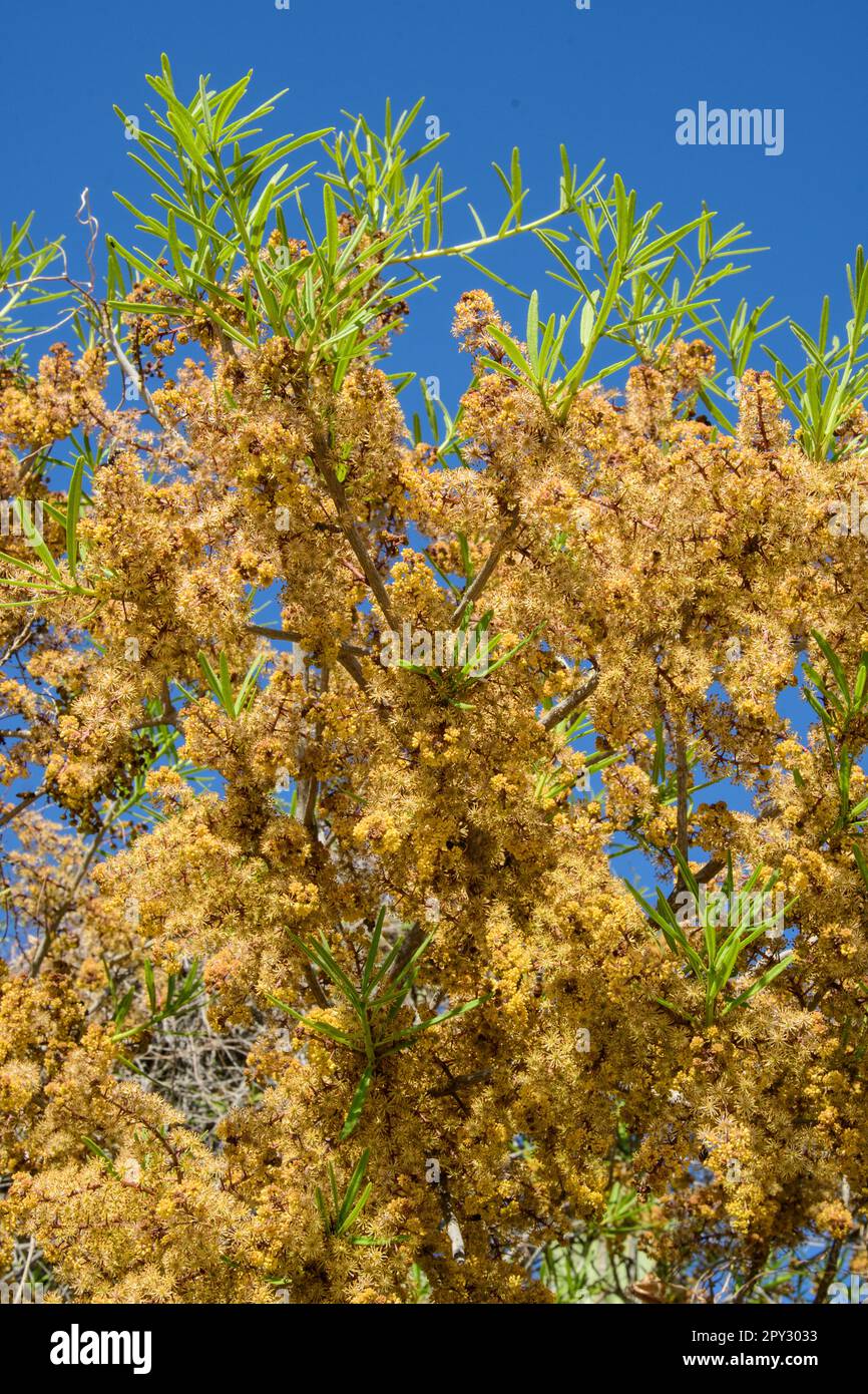 Mexico, Baja California Sur, El Sargento, Rancho Sur, Palo San Juan ...