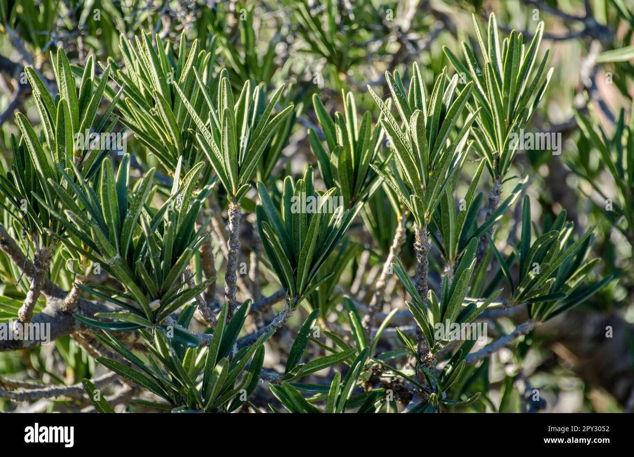 Mexico, Baja California Sur, El Sargento, Rancho Sur, Palo San Juan ...