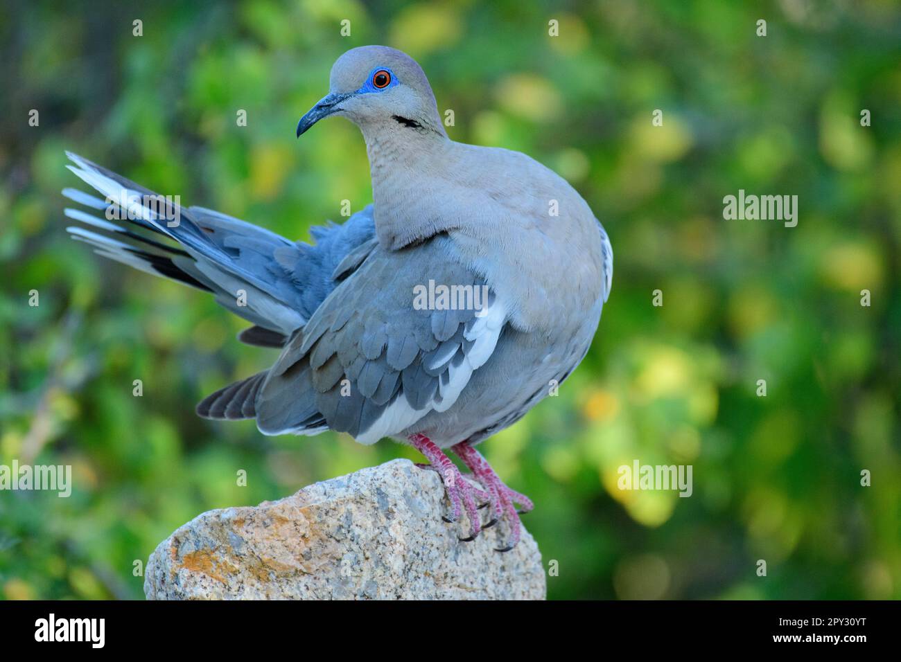 Mexico, Baja California Sur, El Sargento, Rancho Sur, White-winged Dove ...