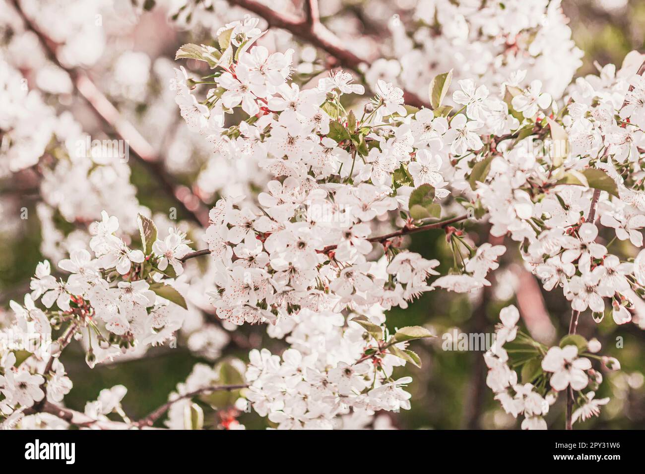 Abundantly blooming branches of sakura with white flowers. Spring ...