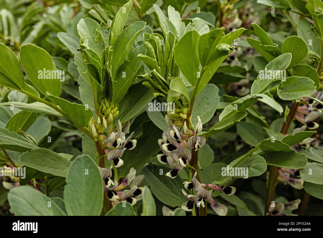 Fava beans flowering hi-res stock photography and images - Alamy