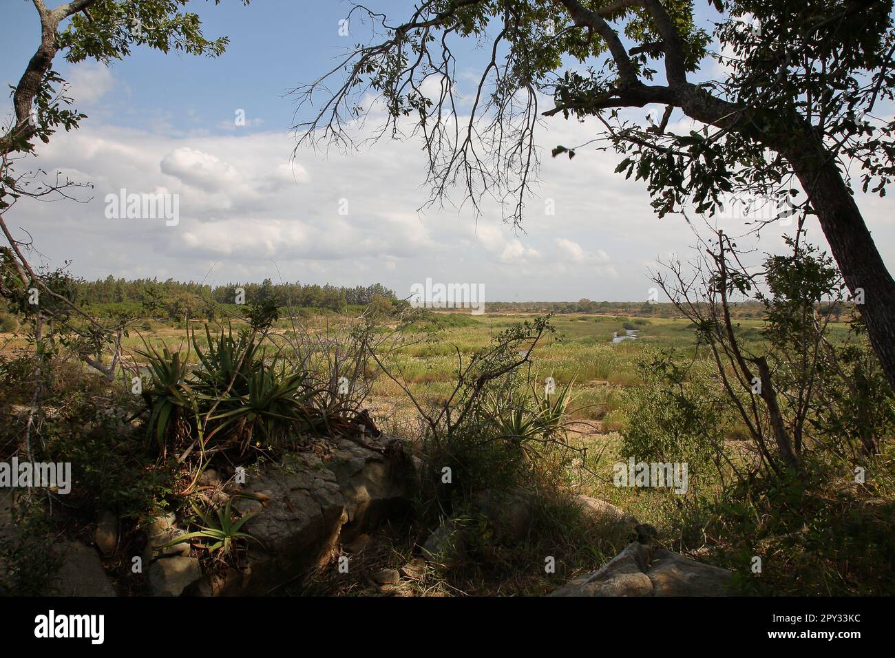 Afrikanischer Busch - Krügerpark - Crocodile River / African Bush ...