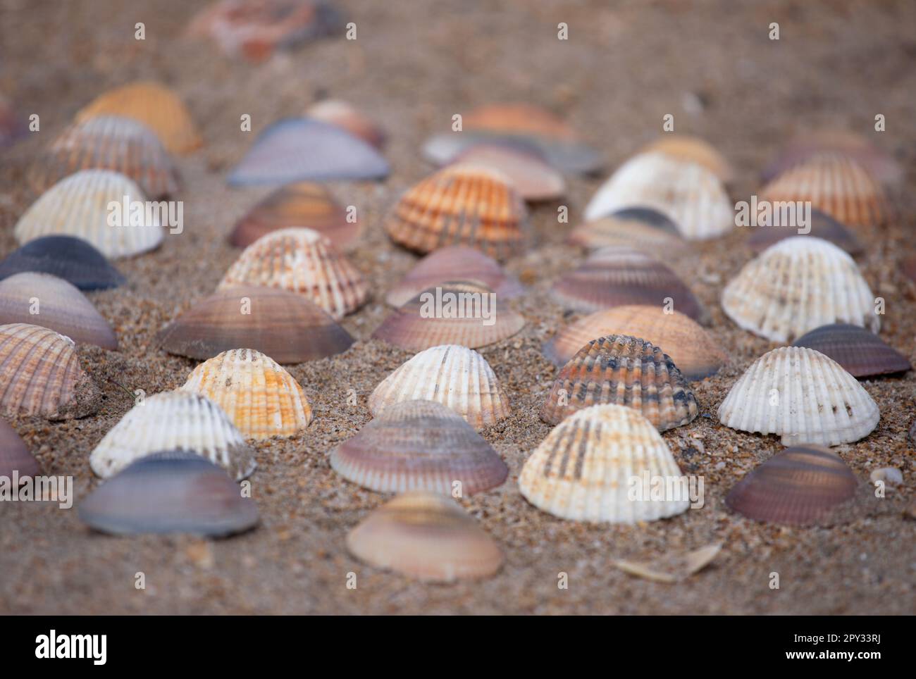 Collection of colourful seashells in the sand. Beach background with ...