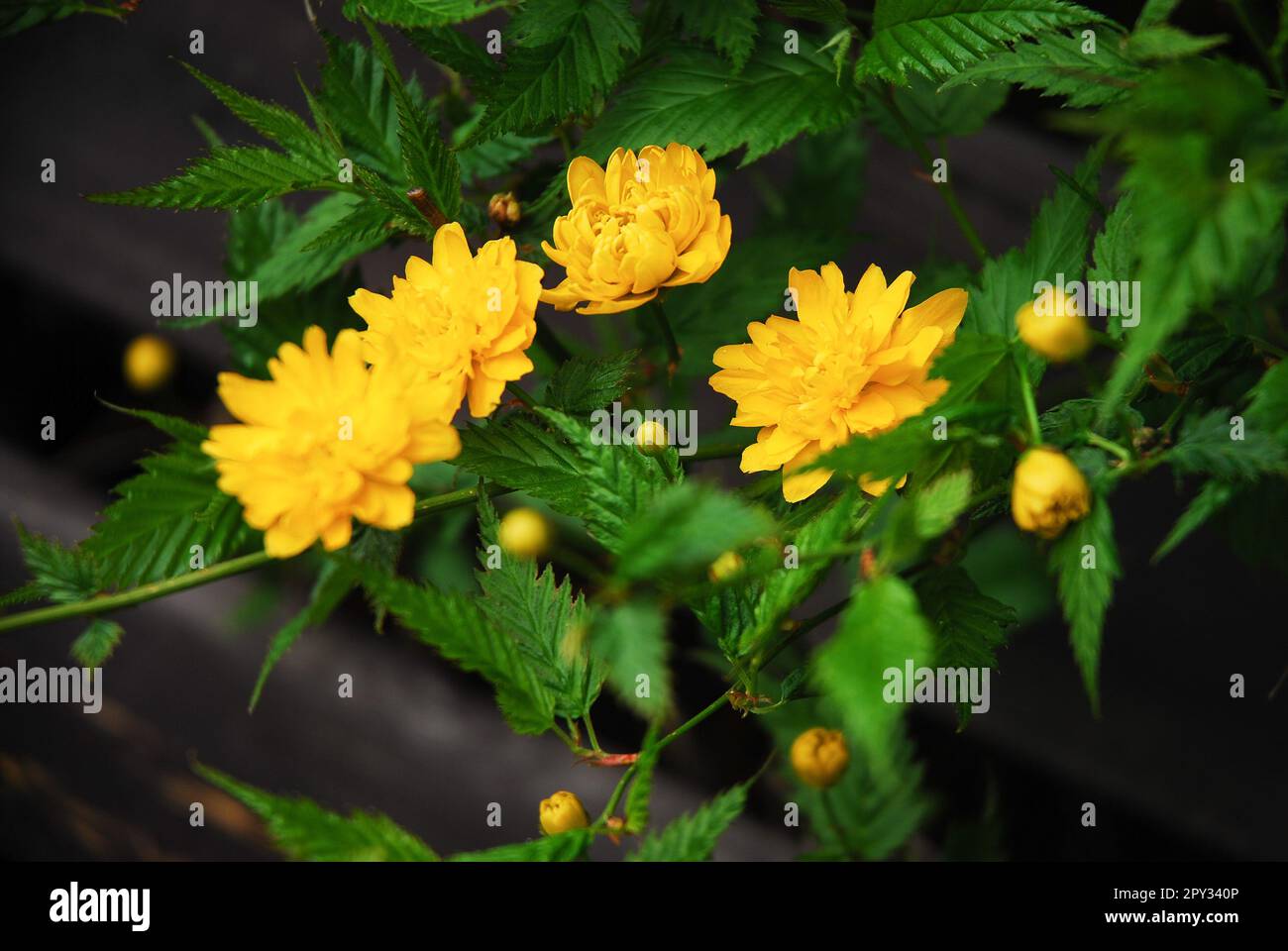 Kerria japonica known as Japanese kerria or Japanese rose is a shrub ...