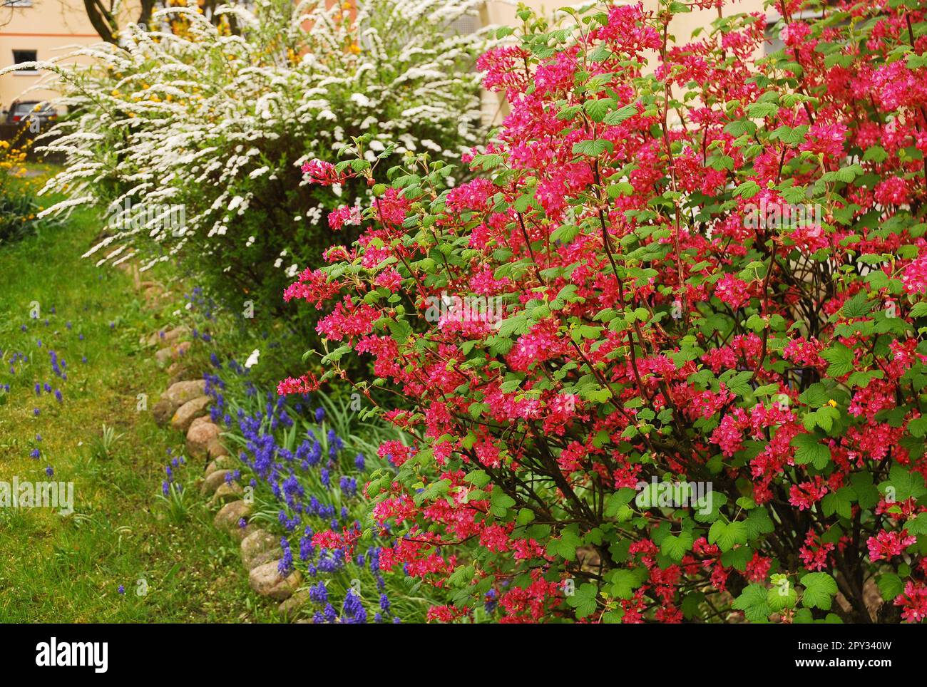 Ribes sanguineum and Spiraea vanhouttei are ornamental shrubs that make ...