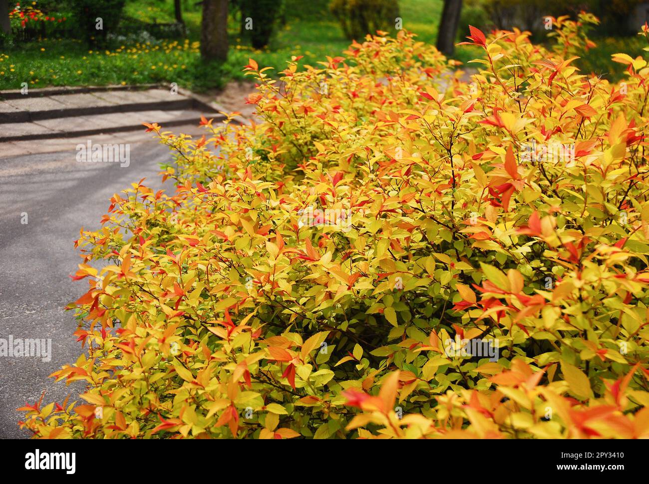 Japanese spiraea Goldflame Firelight, Spiraea japonica, the Japanese ...