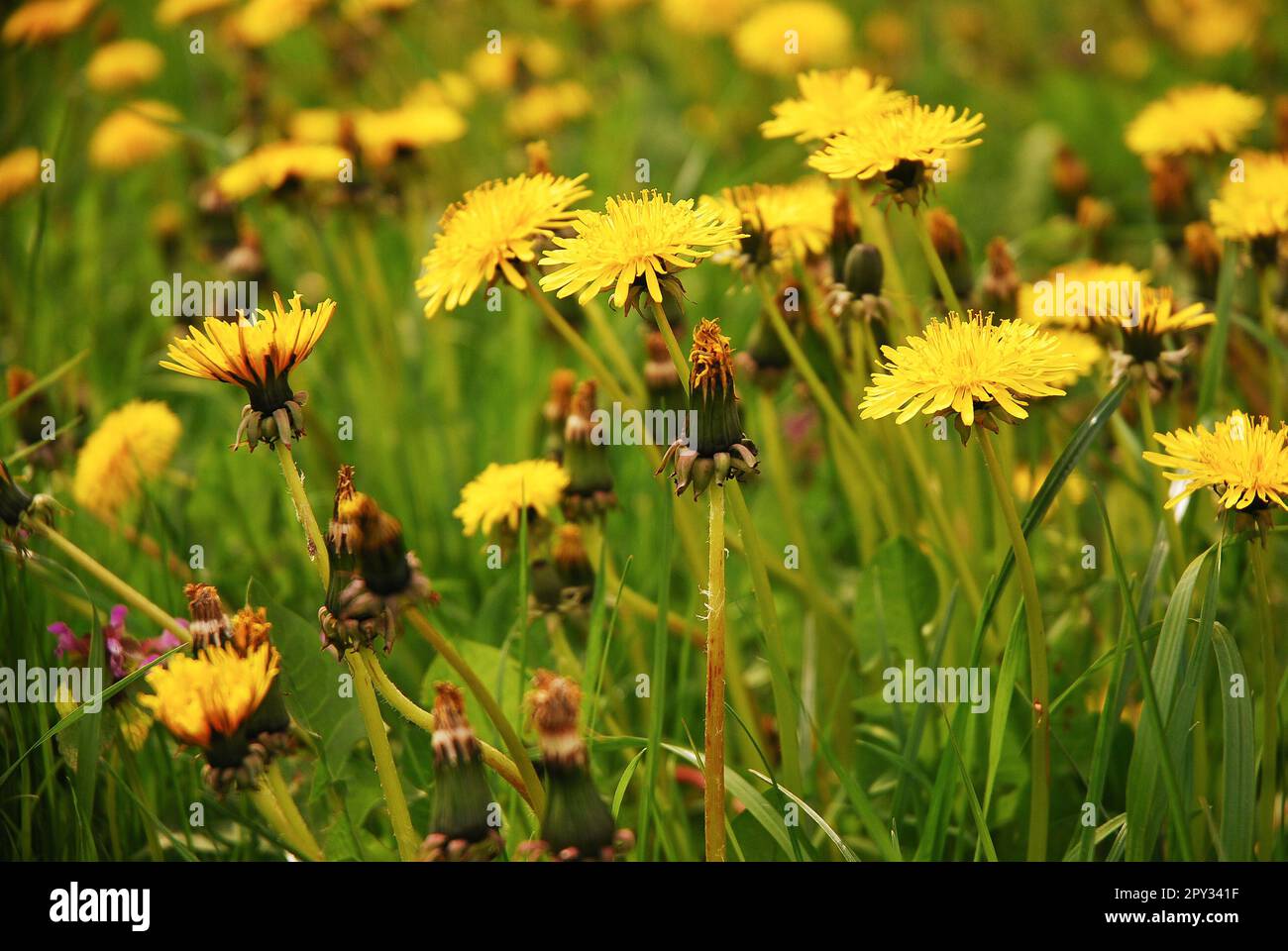 Taraxacum officinale, dandelion or common dandelion blooms in the ...