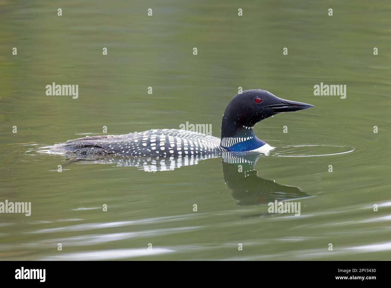 A close up side profile of a common loon swimming in Fernan Lake in ...