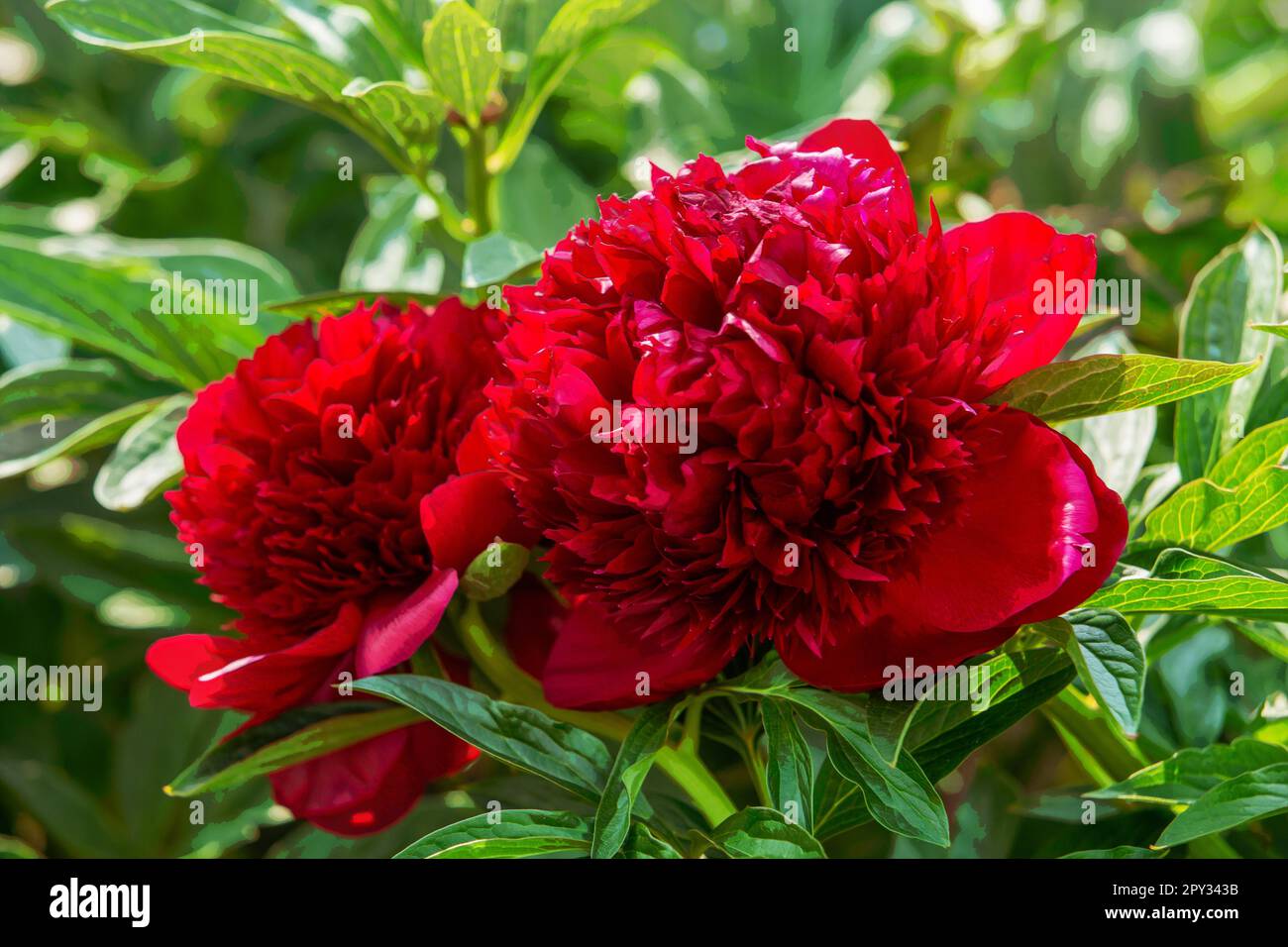 Red peonies in Appeltern gardensin the Netherlands. Late May Stock ...
