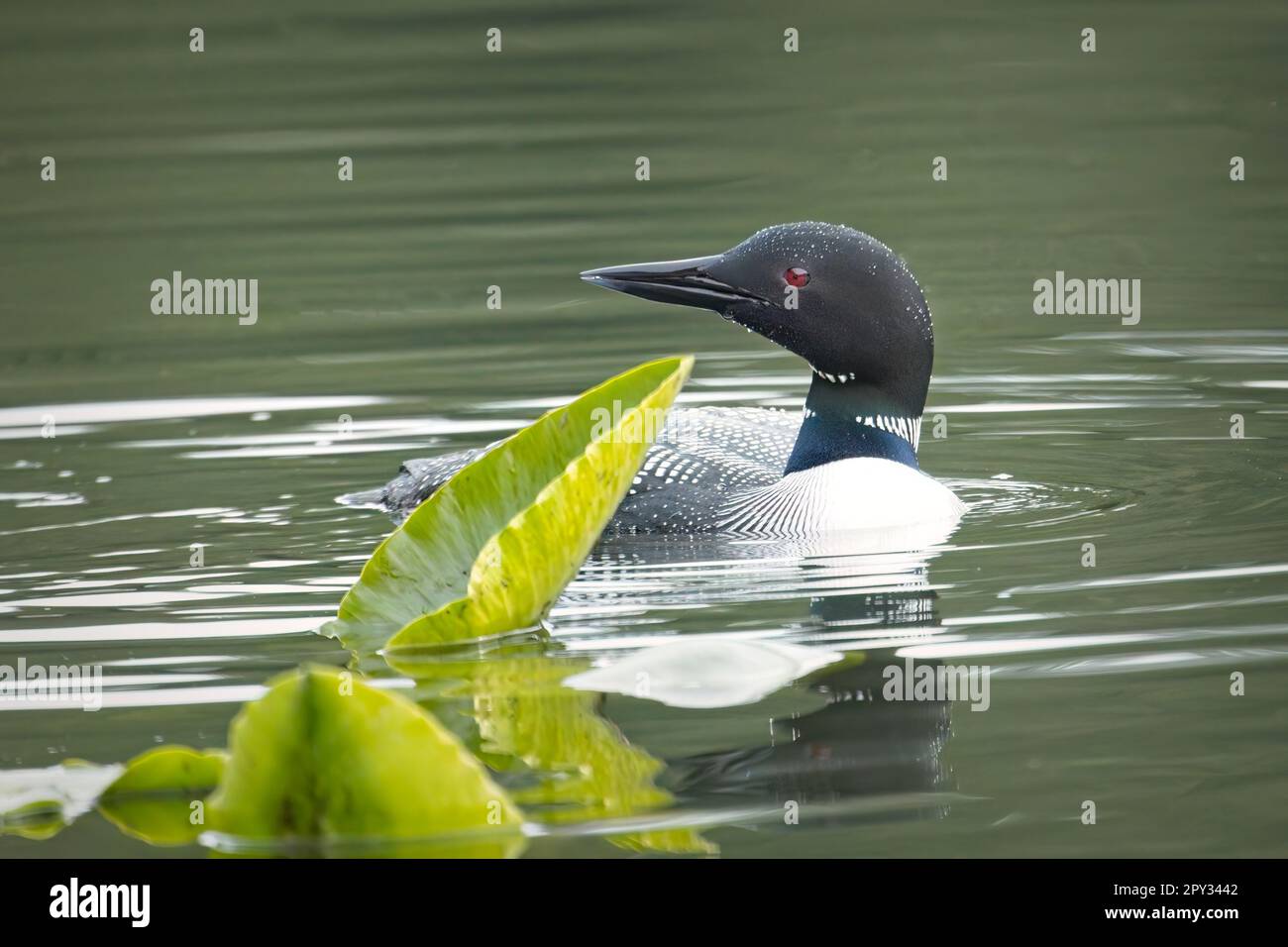 Common loon swimming photo hi-res stock photography and images - Alamy