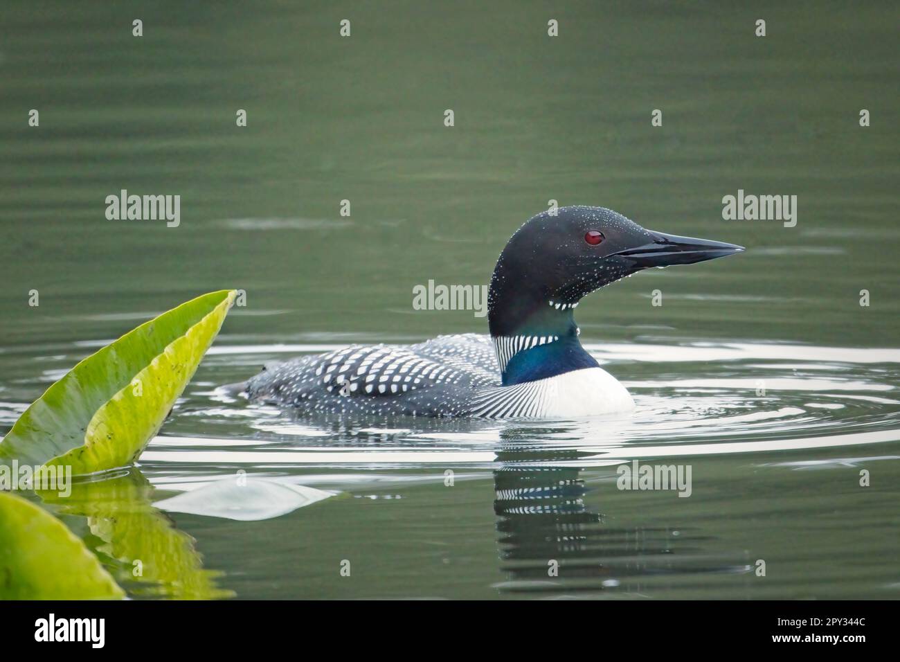 Common loon swimming photo hi-res stock photography and images - Alamy