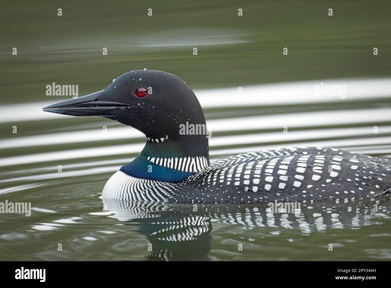 Common loon swimming photo hi-res stock photography and images - Alamy
