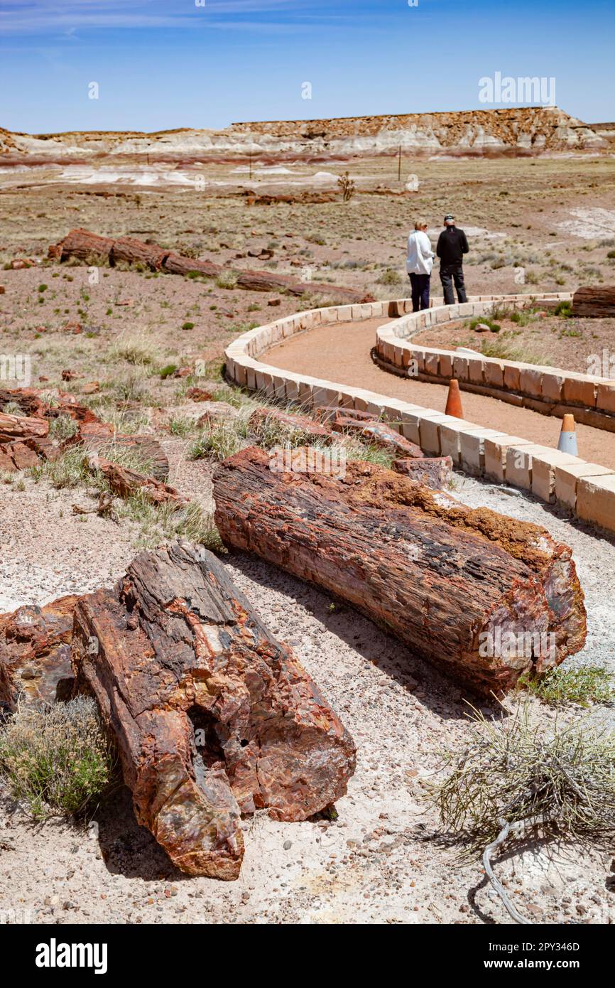Images from the Petrified Forest National Park, Arizona.USA Stock Photo ...
