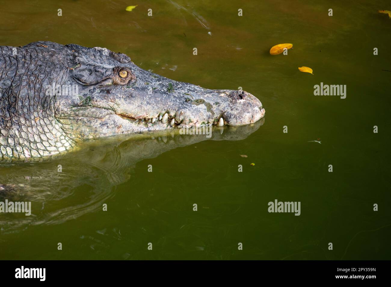 Crocodile at the Pattaya Crocodile Farm near the city of Pattaya in the ...