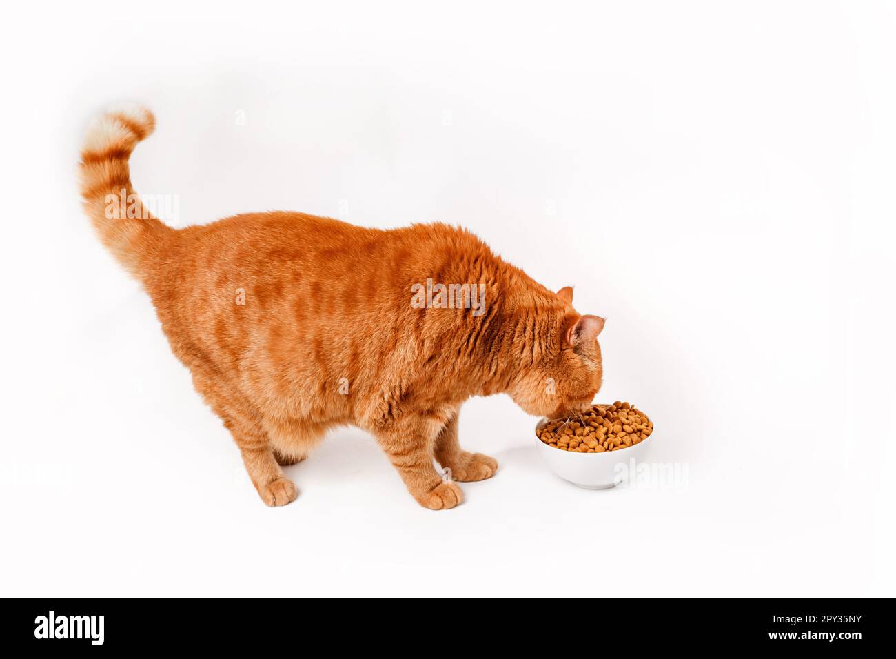 Beautiful cute cat eating food Cut Out Stock Images & Pictures - Alamy