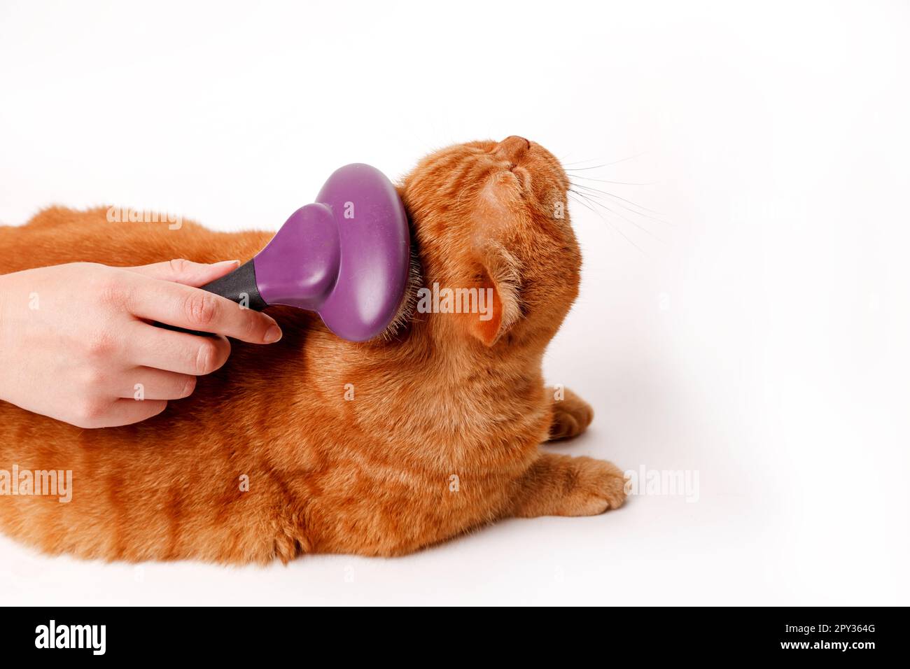 Woman combing a red british cat on white background. Cat Grooming Stock ...