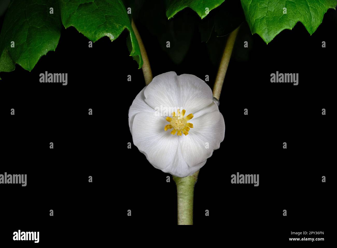 Flower of the Mayapple. Also known as Podophyllum it is an herbaceous ...