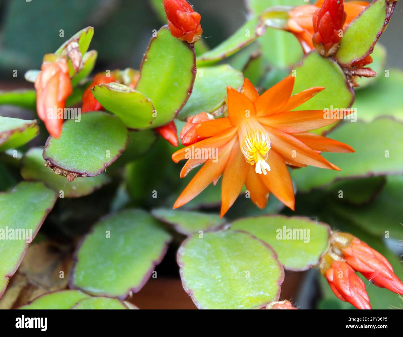 Hatiora gaertneri or Rhipsalidopsis gaertneri, species of epiphytic ...