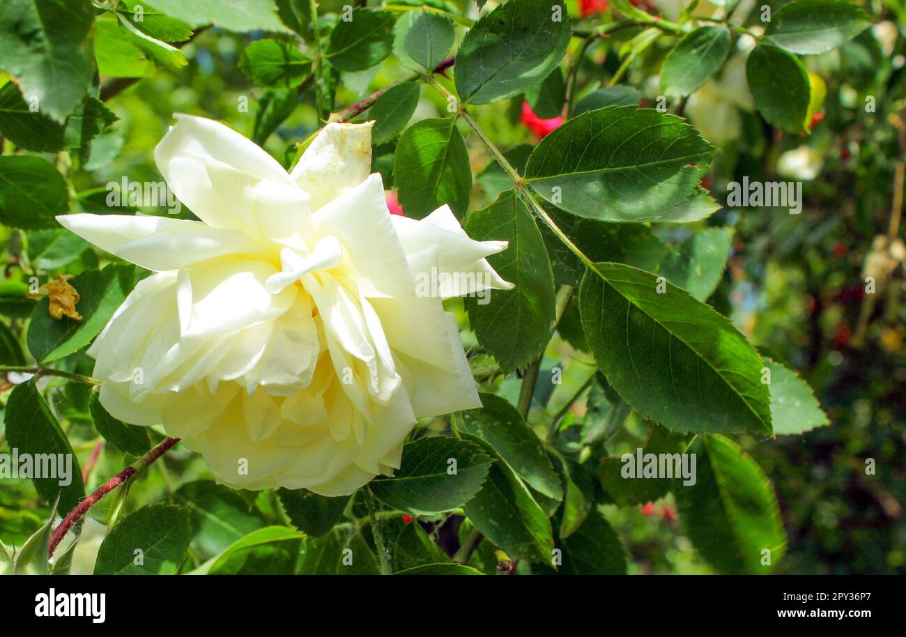 Rosa iceberg climbing hi-res stock photography and images - Alamy