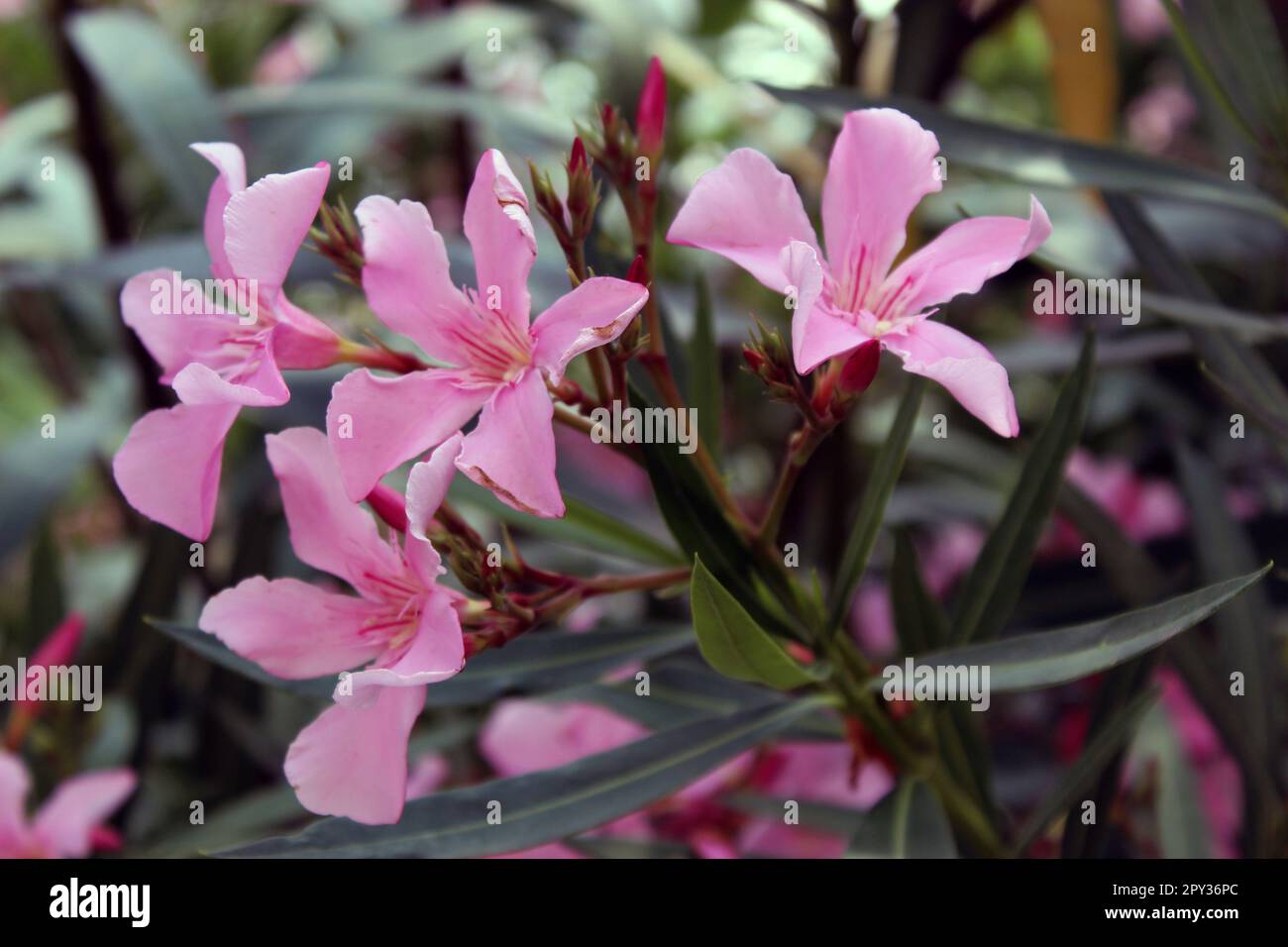 Nerium oleander flower in a garden Stock Photo - Alamy