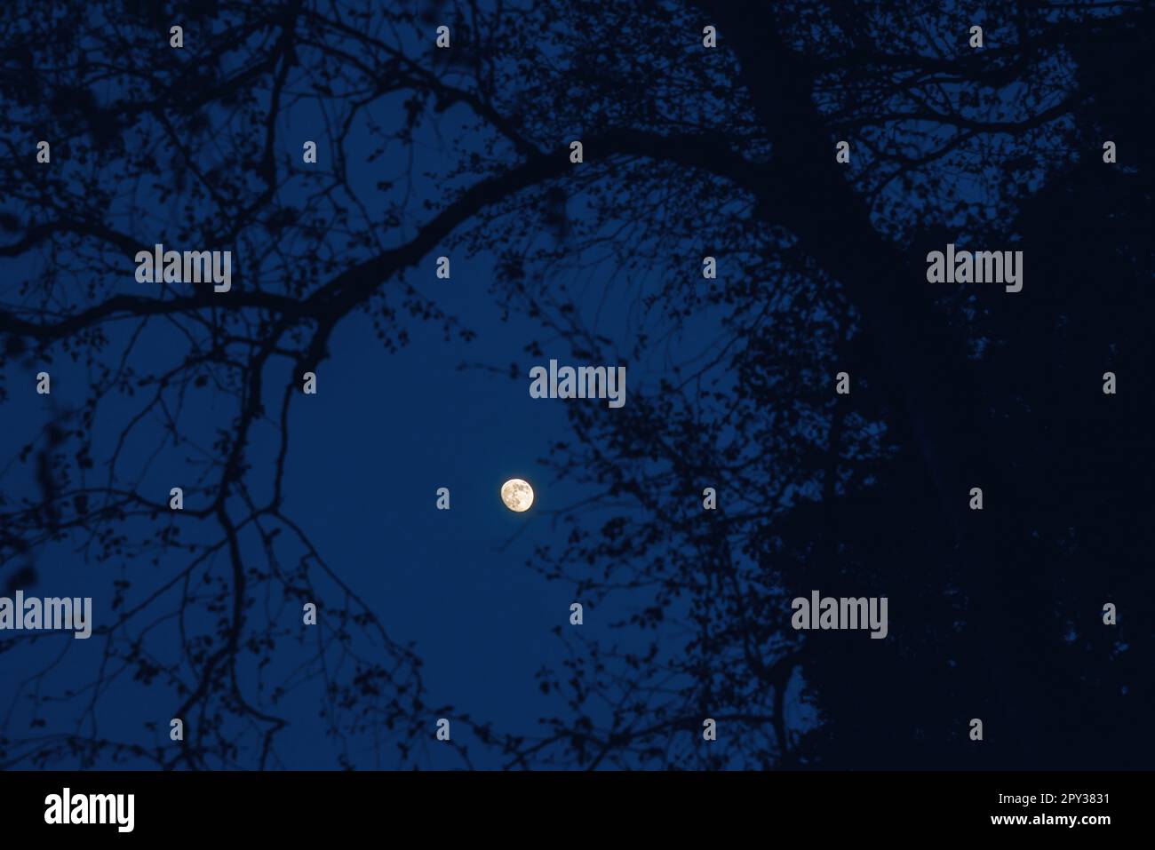 Almost full moon on the night sky between tree branches Stock Photo - Alamy