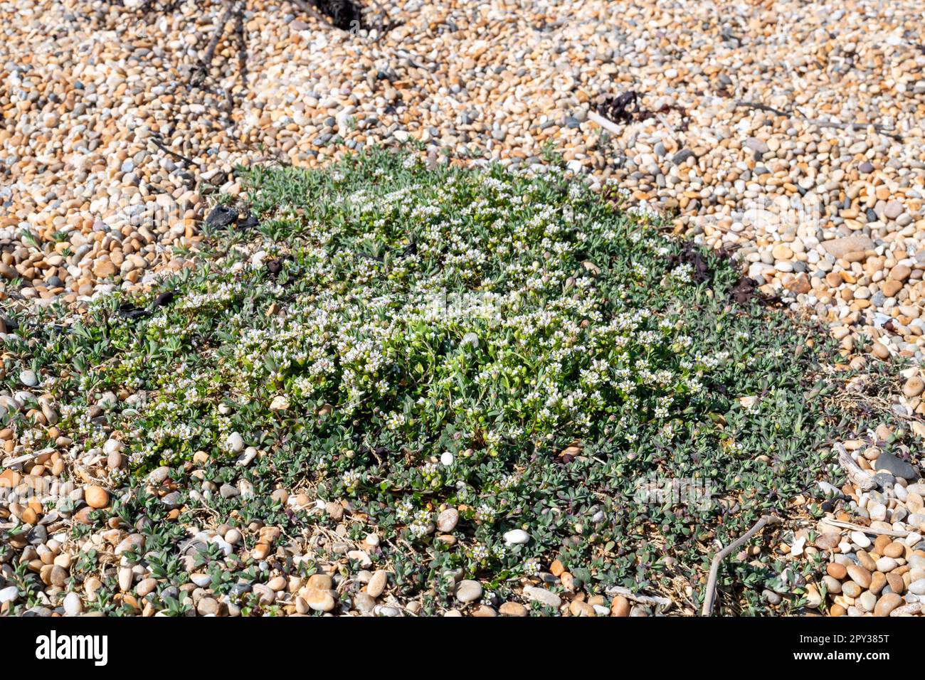 Close up of scurvygrass (cochlearia officinalis) flowers in bloom Stock ...