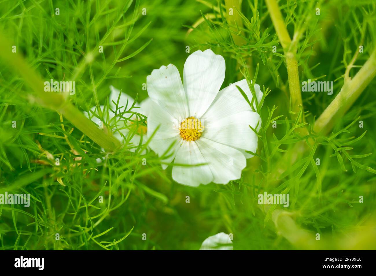 Flower of Cosmos bipinnatus in the garden, close-up Stock Photo - Alamy